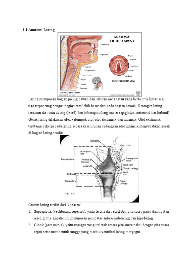 Anatomi dan Klasifikasi Tumor Laring | PDF