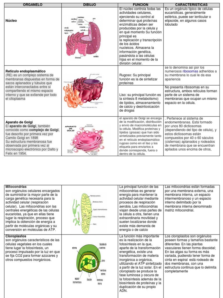 Organelos Y Sus Funciones
