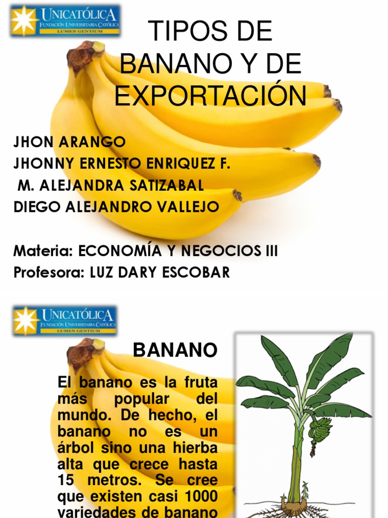 Tipos de Banano y Exportación en Colombia | PDF | Plátano | Cultivos
