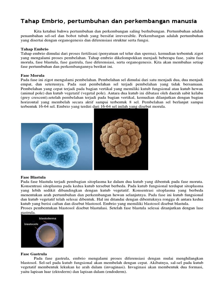 Tahap Embrio | PDF
