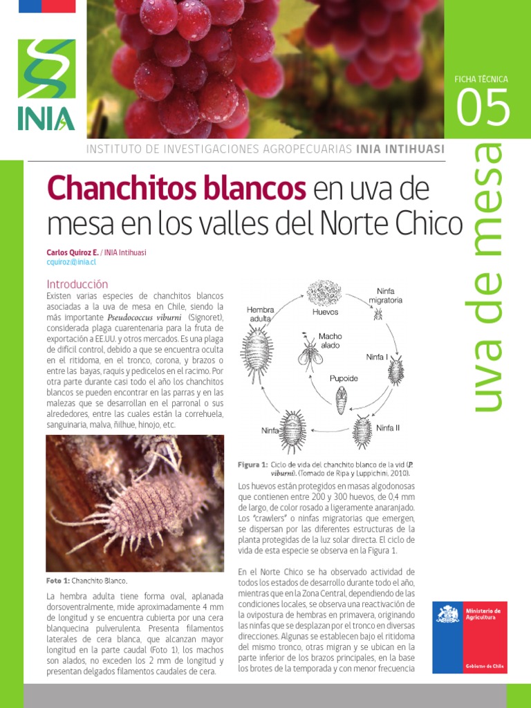 FICHA 05 Chanchitos Blancos | PDF | Plaga (organismo) | Hoja