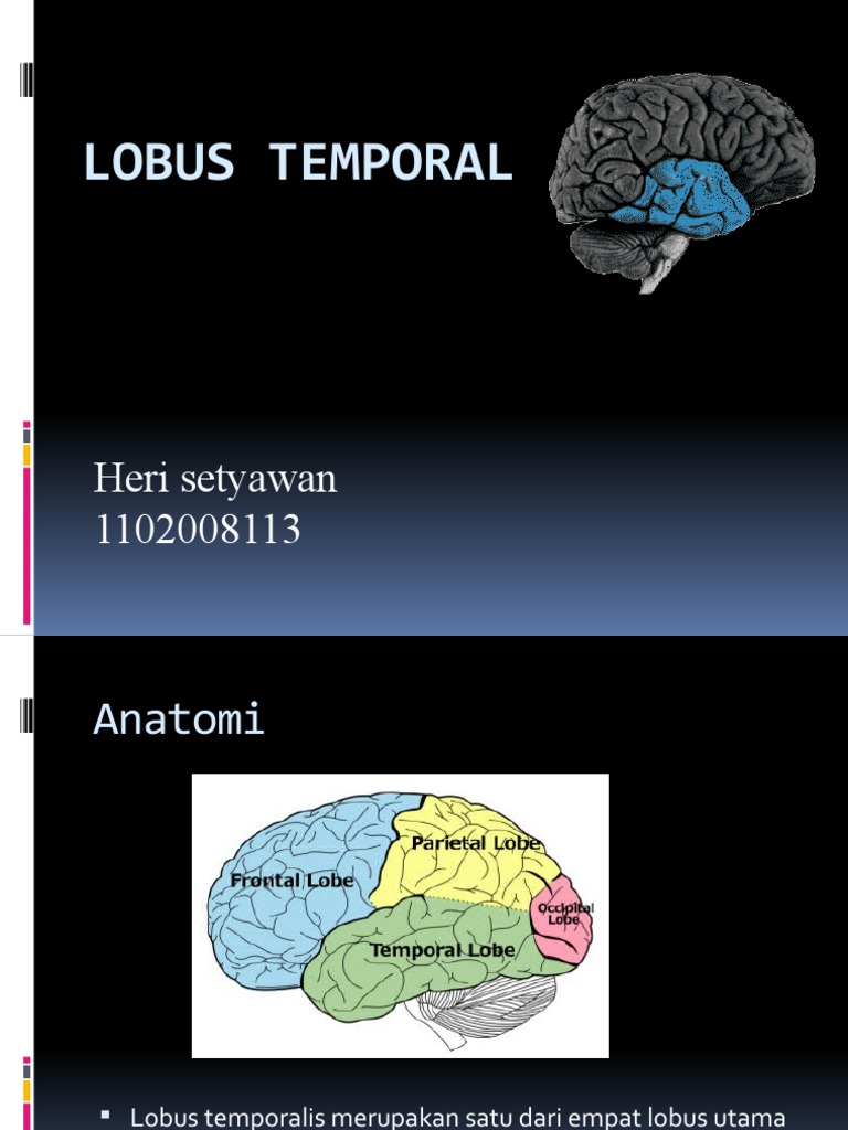 Lobus Temporal (Presentasi) | PDF | Pengembangan Diri