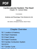 Anatomy Heart Cadaver | PDF | Heart Valve | Coronary Circulation