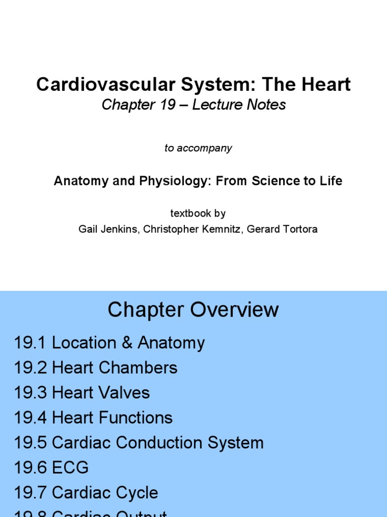 Cardiovascular System: The Heart: Chapter 19 - Lecture Notes | PDF ...