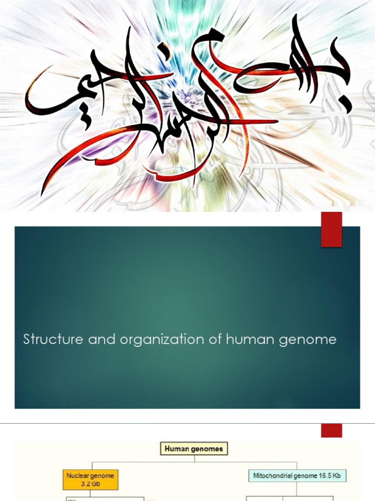 Human Genome Structure and Organization | PDF | Human Genome | Genome