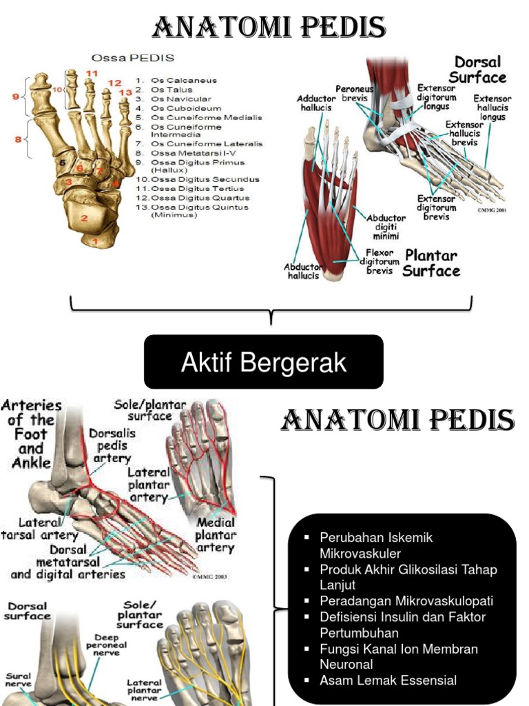 Anatomi Pedis Raisa | PDF