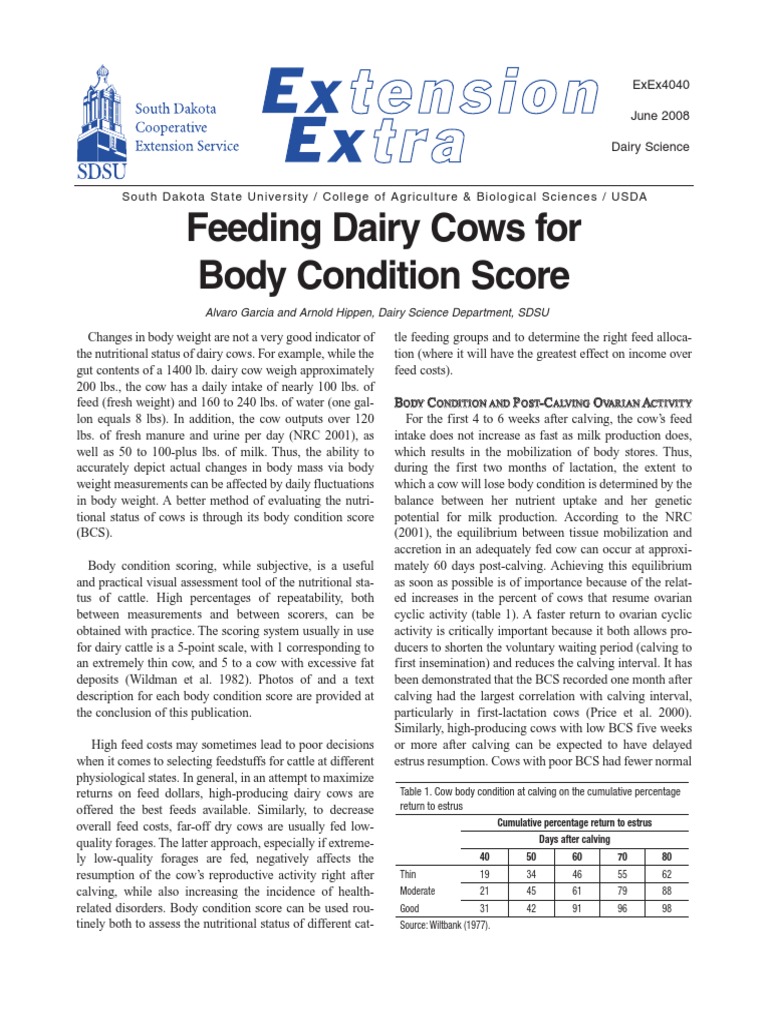 Feeding Dairy Cows For Body Condition Score | PDF | Dairy Cattle | Cattle