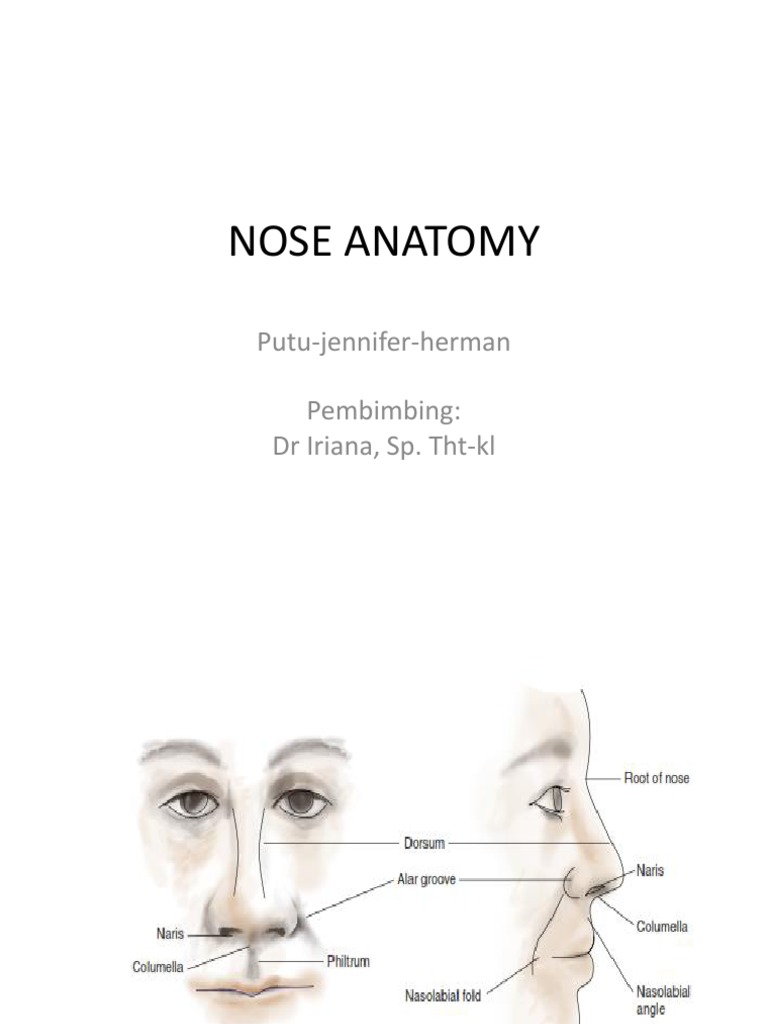 Anatomi Dan Fisiologi Hidung | Common Carotid Artery | Human Head And Neck