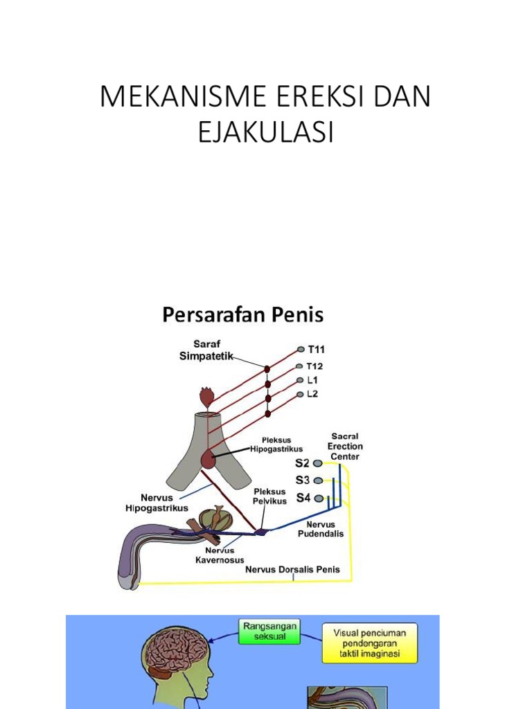 Mekanisme Ereksi Ejakulasi Dan Apklin | PDF | Teknologi & Rekayasa