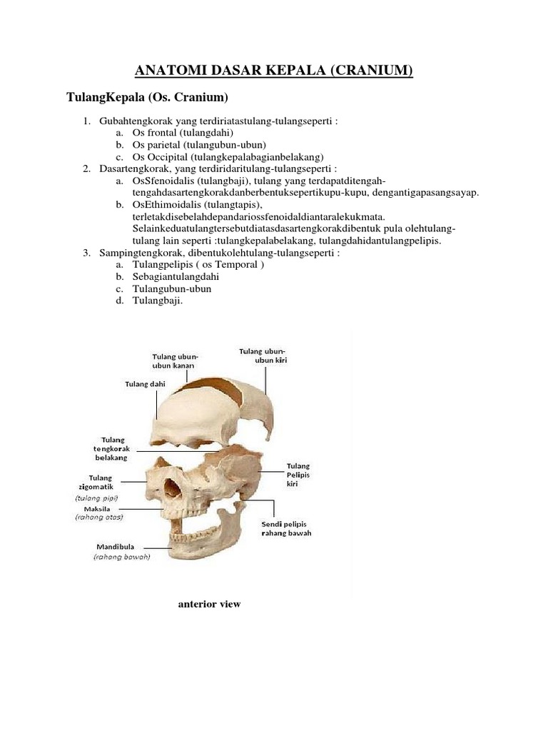 Anatomi Cranium | PDF