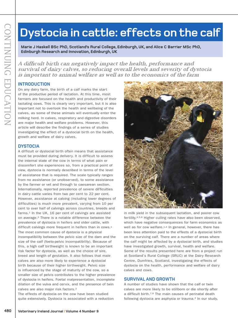 Dystocia in Cattle Effects on the Calf | Dairy Cattle | Calf | Free 30 ...