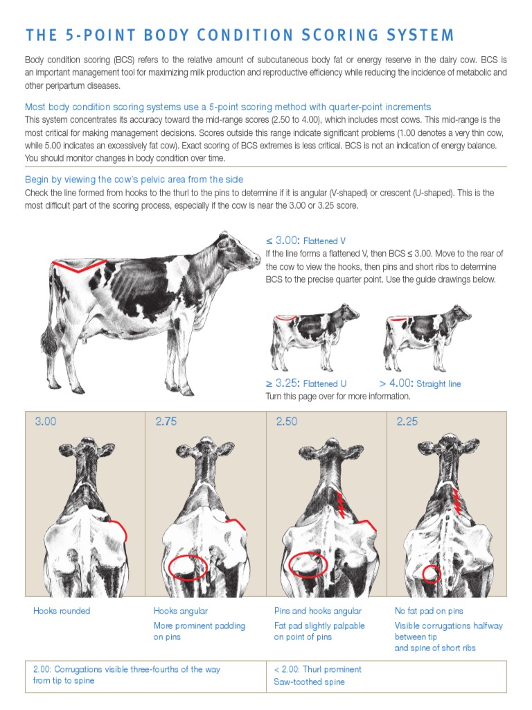 The 5-Point Body Condition Scoring sysTeM PDF | PDF | Cattle | Nature