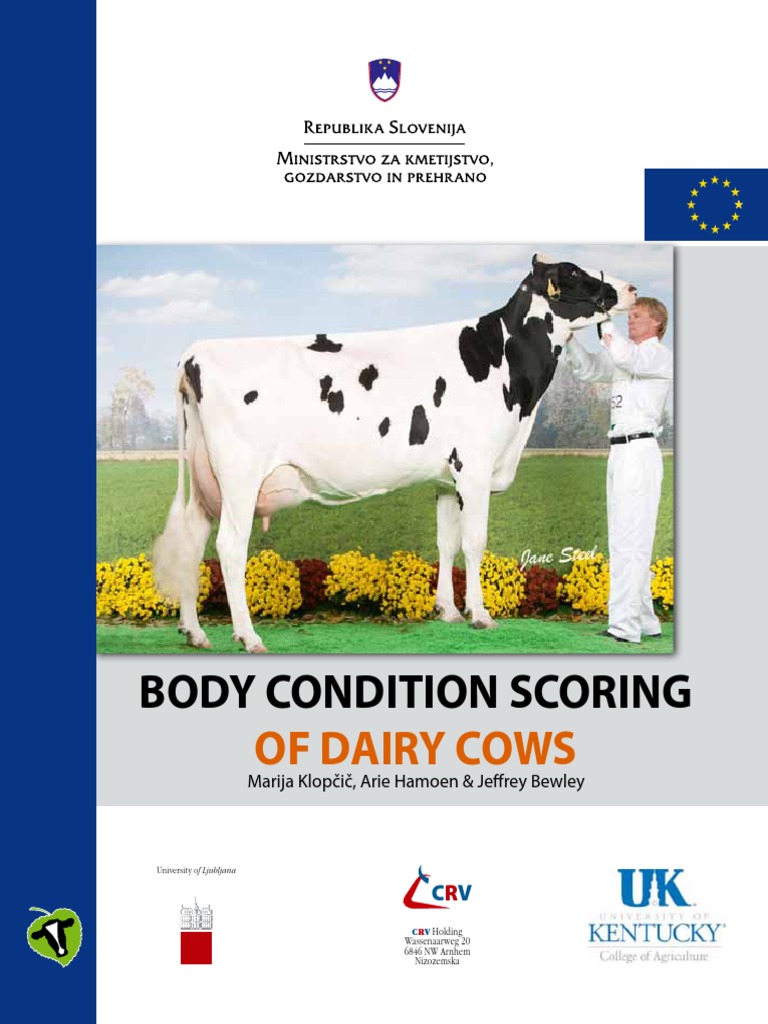 Body Condition of Dairy Cows | PDF | Vertebral Column | Cattle