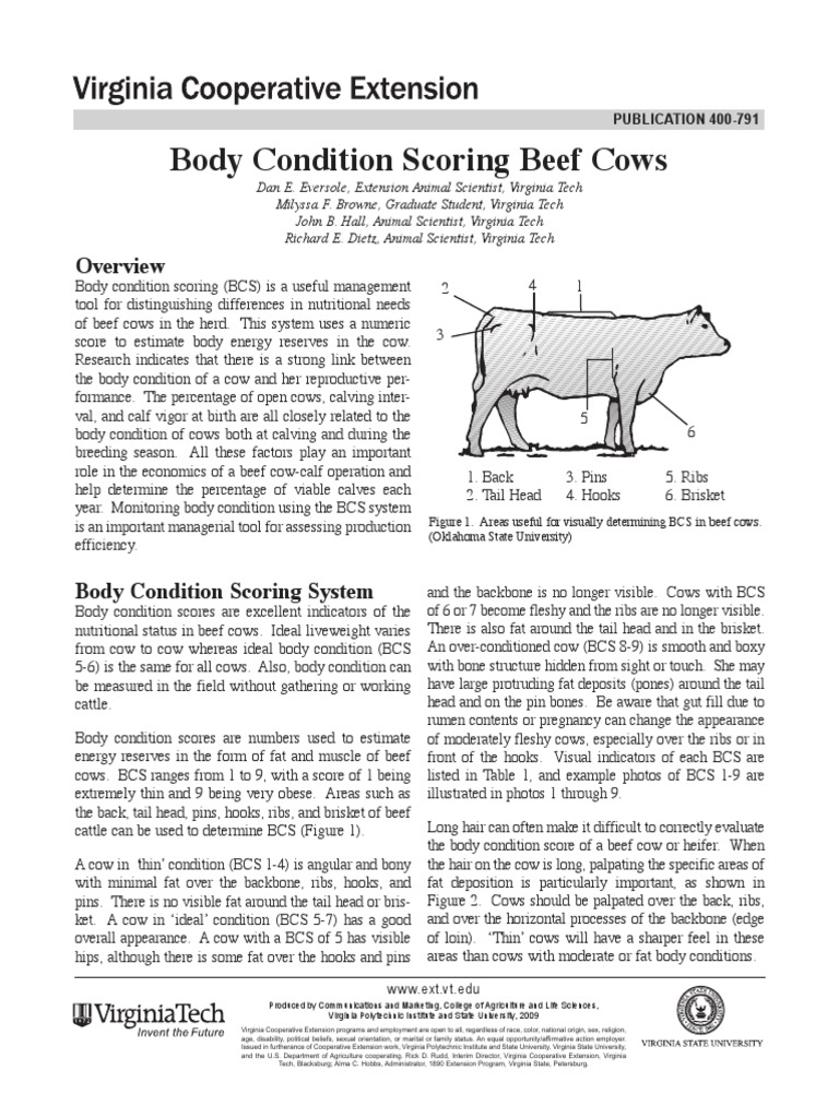 Beef Cow Body Condition Scoring Guide | PDF | Calf | Cattle
