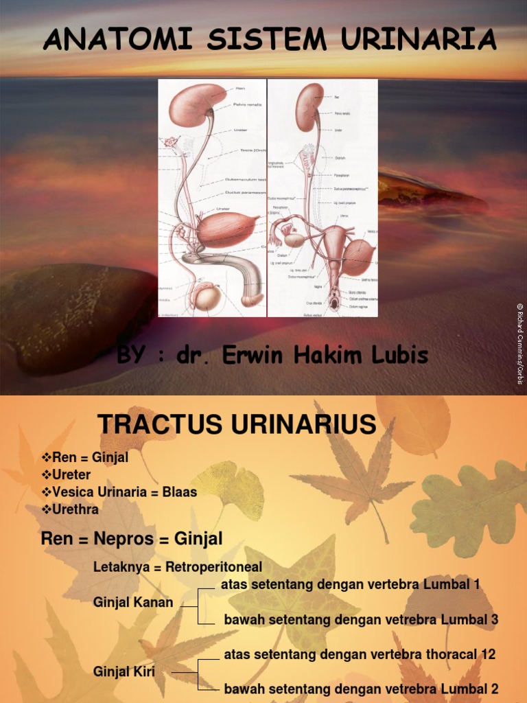 Tractus Urinarius | PDF | Kesehatan Holistik | Sains & Matematika