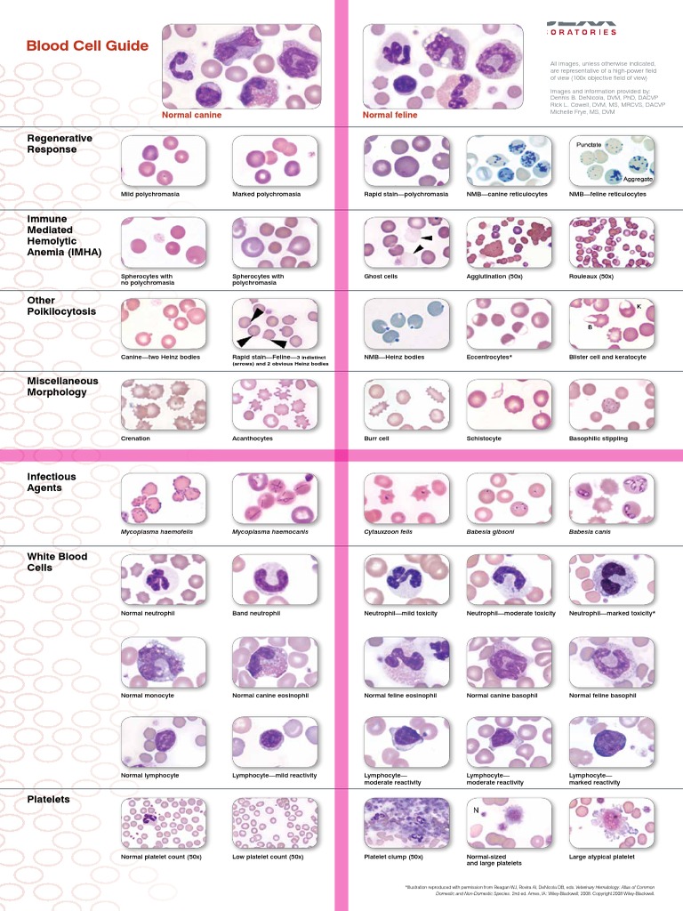 Blodd Cell Poster PDF | PDF | Hematology | Blood