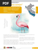 La Parihuana o Flamenco Andino | PDF | Aves holarctic | Ornitología