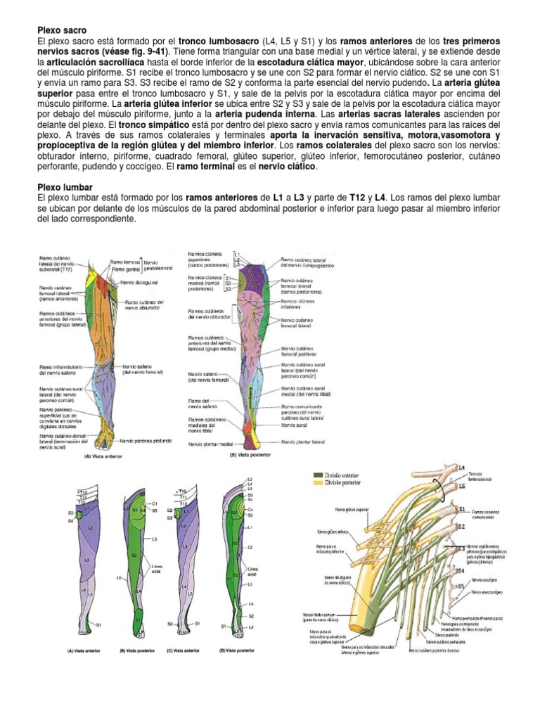 Anatomía del Plexo Sacro y Lumbar | PDF | Neuroanatomía | Sistema nervioso