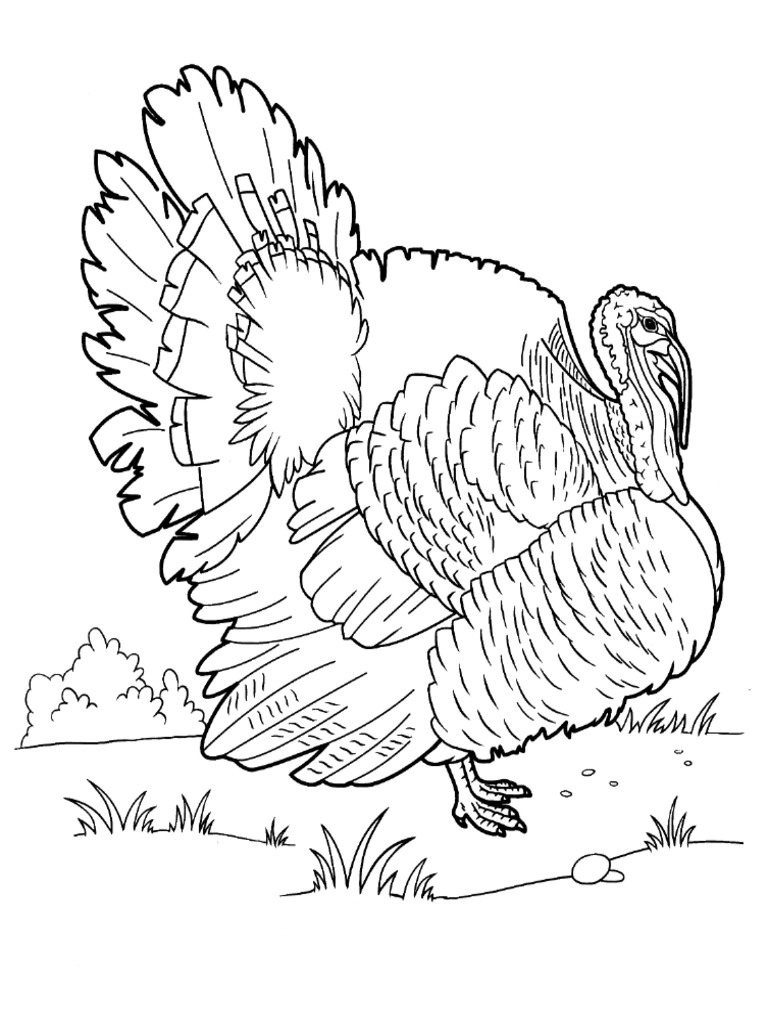 CURCAN Planse de Colorat | PDF