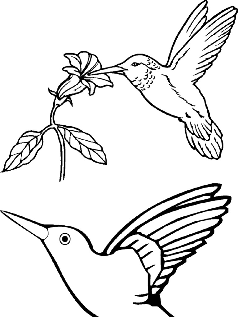 Pasarea Colibri Planse de Colorat | PDF