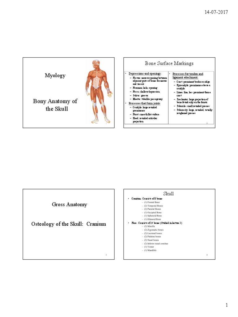 Skull Anatomy PDF | PDF | Skull | Human Nose