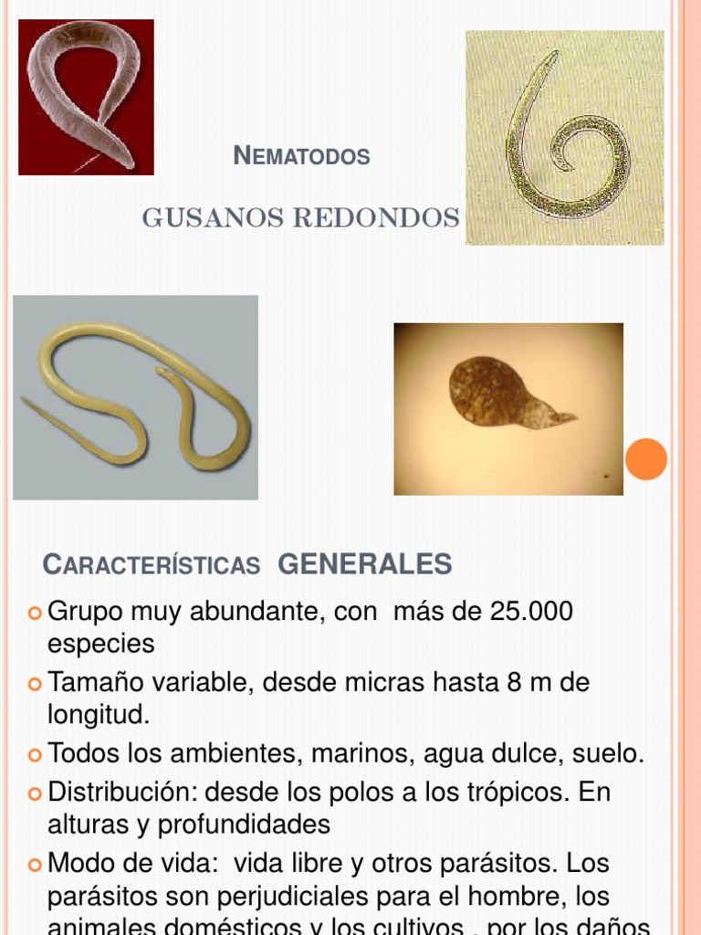 Nematodos.pdf | Nematodo | Organismos
