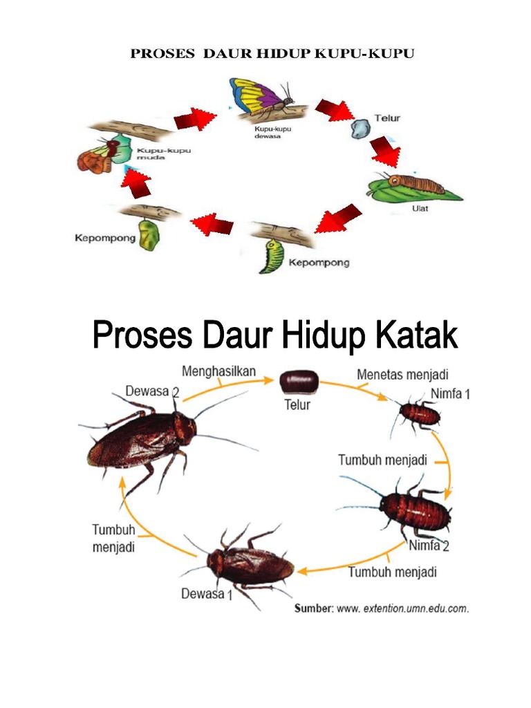 Proses Daur Hidup Lebah | PDF