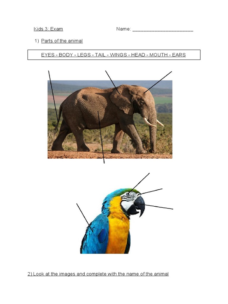 Kids 3 Animals, Parts of The Animal | PDF