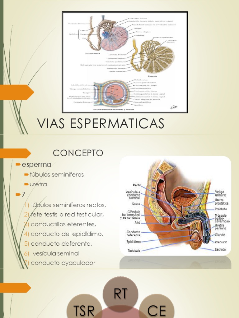 Vias Espermaticas Testículo Sistema Reproductivo Mamífero