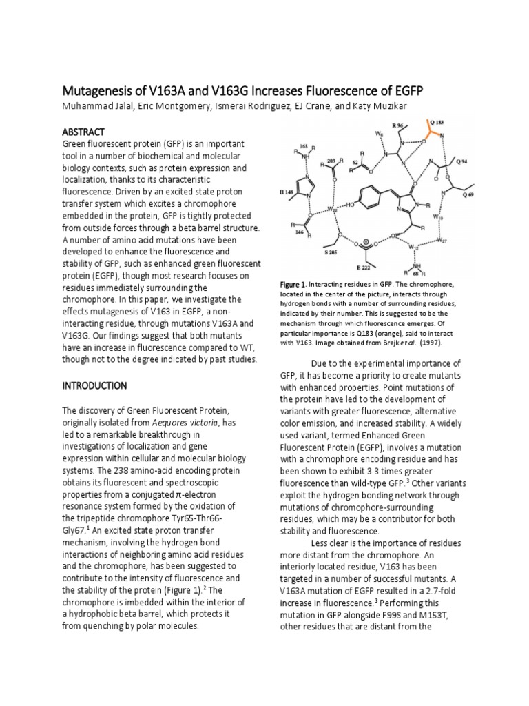 Final GFP Paper | PDF | Green Fluorescent Protein | Protein Purification