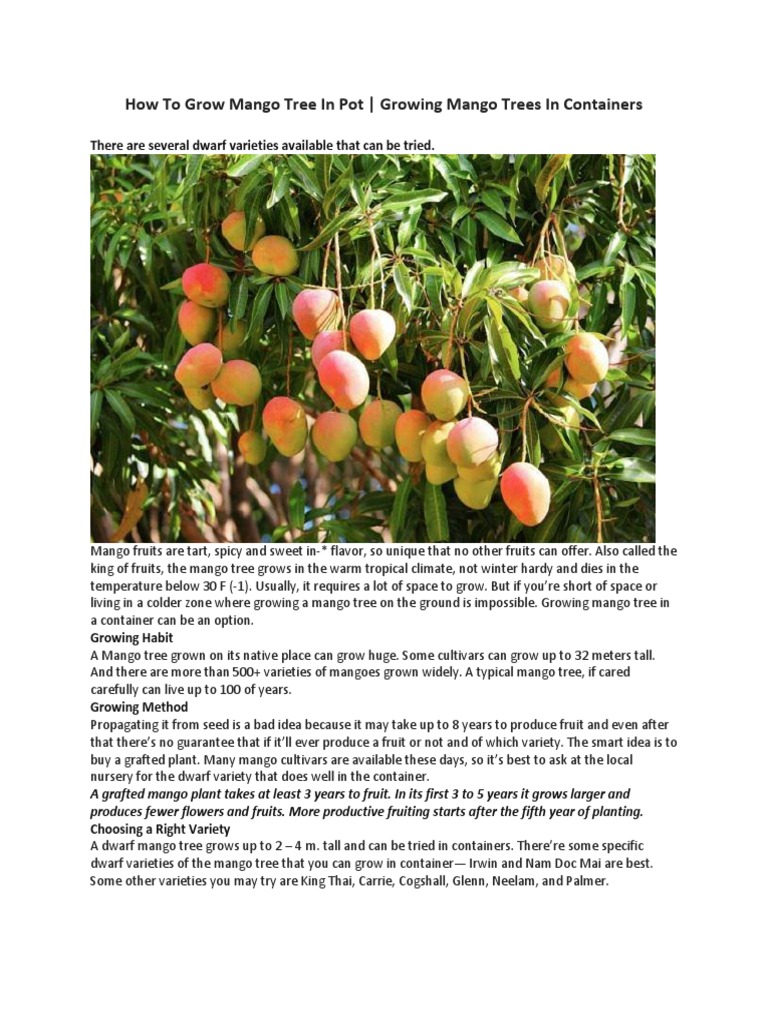 Mango Trees In Containers How To Grow Mango Expert Tips & Growing