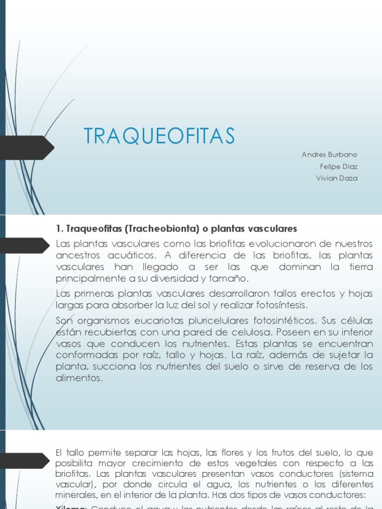 Traqueofitas Final | PDF | Plantas | Hoja