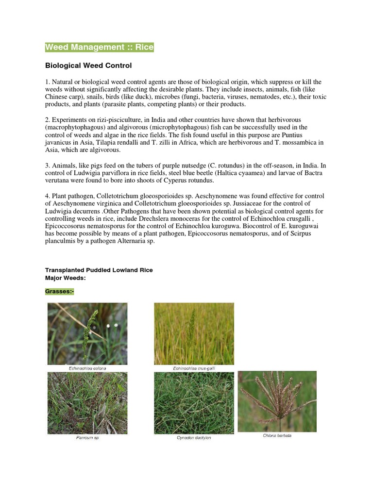 Weed Management | PDF | Sowing | Herbicide