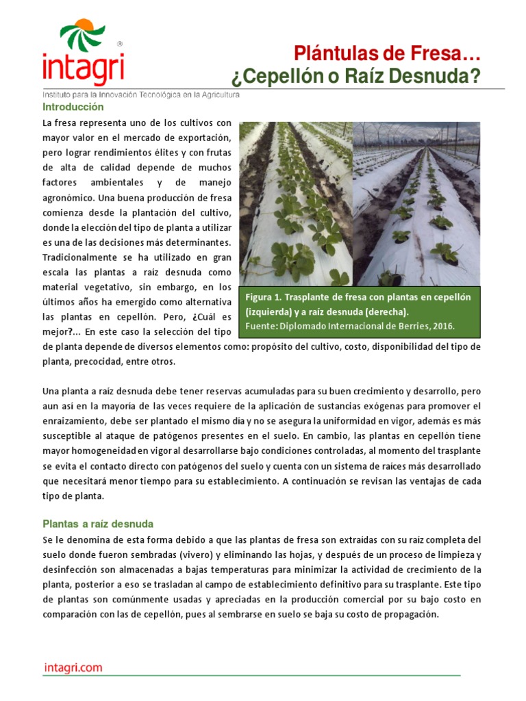 Fresas: ¿Cepellón o Raíz Desnuda? | PDF | fresa | Plantas