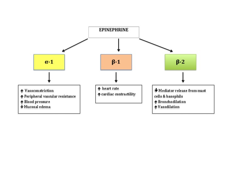 Epinephrine Mechanism of Action | PDF Epinephrine Mechanism of Action | PDF