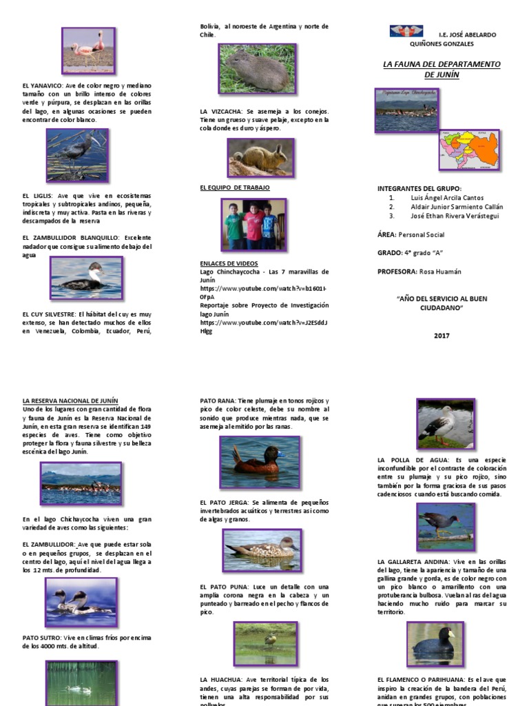 Triptico Fauna Junin Ok | PDF | Aves | Aves holarctic