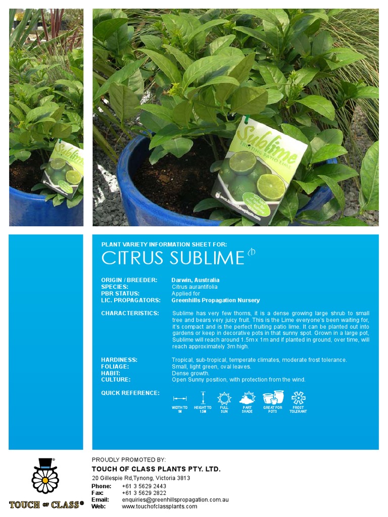 Citrus Sublime: Touch of Class Plants Pty. LTD | PDF