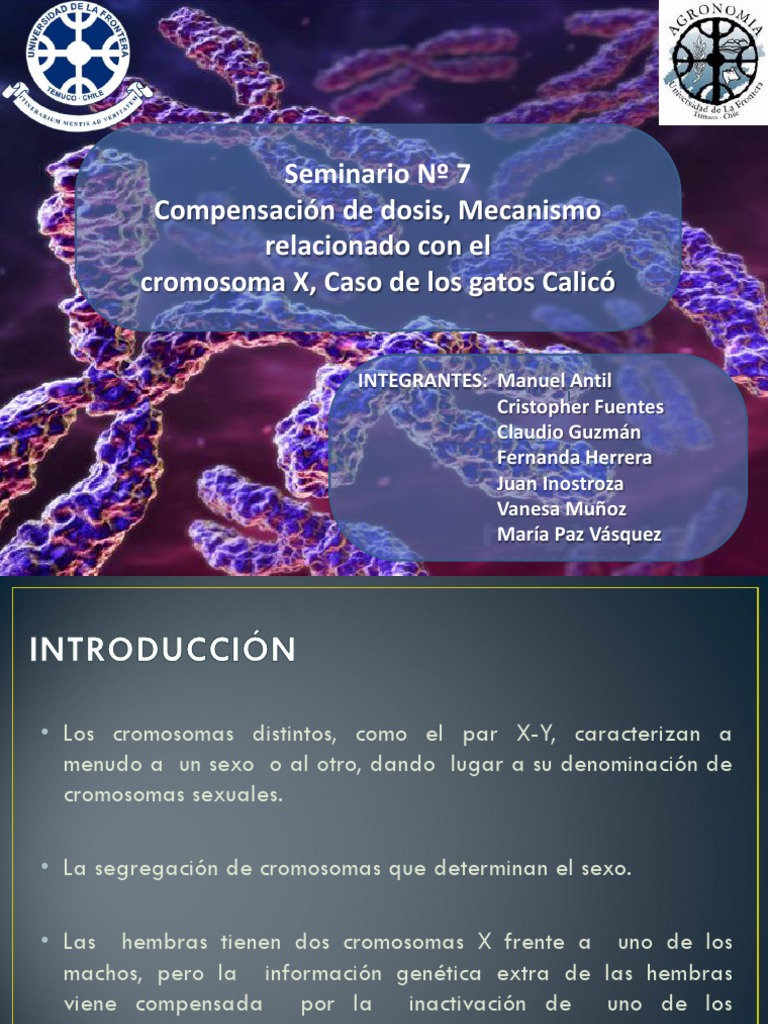 Seminario Genética Caso de Gatos Calicó | Dominancia (Genética) | Cromosoma
