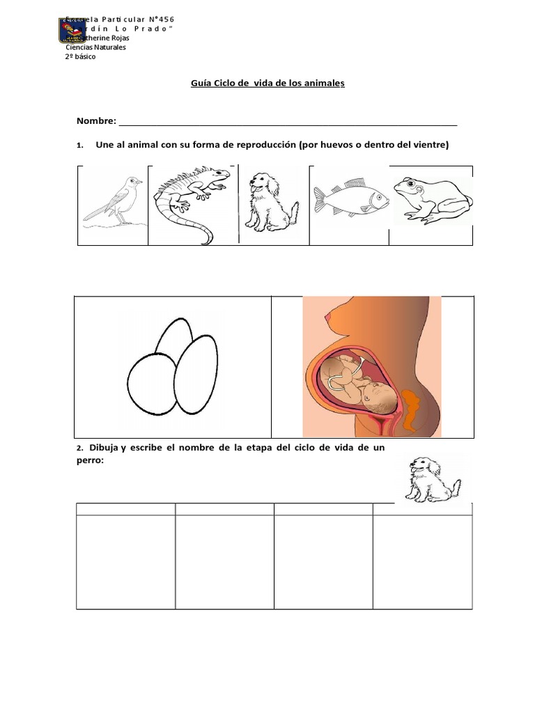 Guía Ciclo de Vida de Los Animales 2º | PDF