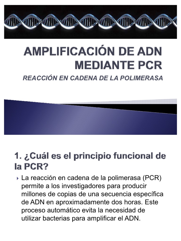 PCR Diapositivas | PDF | Primer (Biología Molecular) | Reacción en ...
