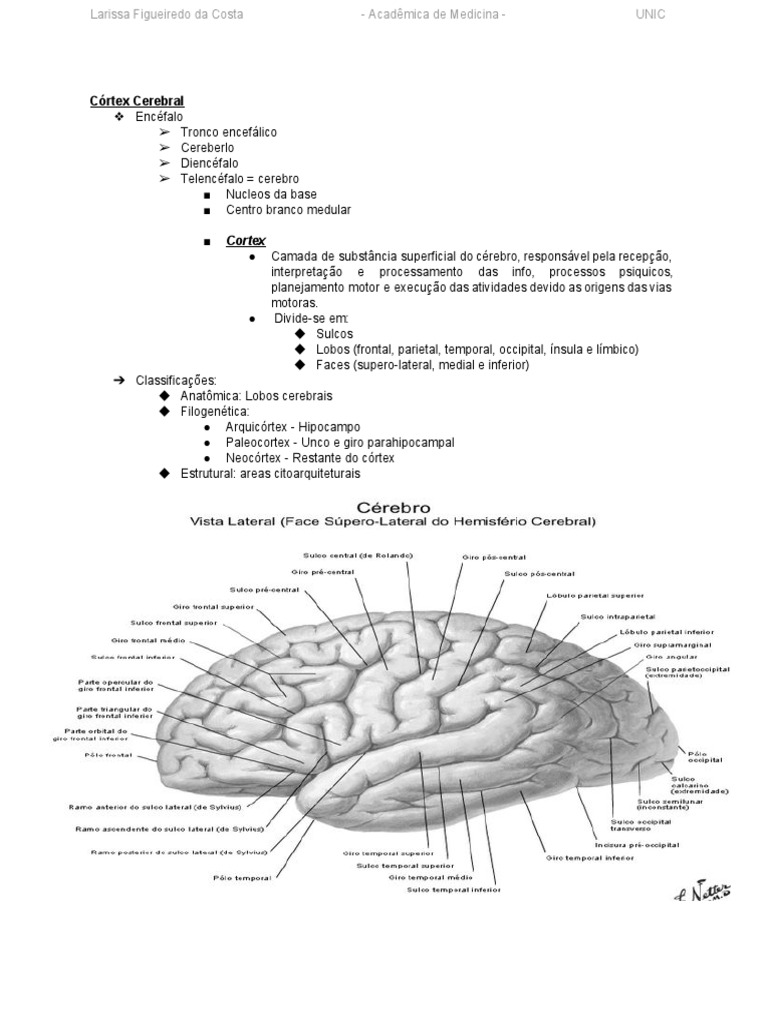 Córtex Cerebral | Córtex Cerebral | Telencéfalo