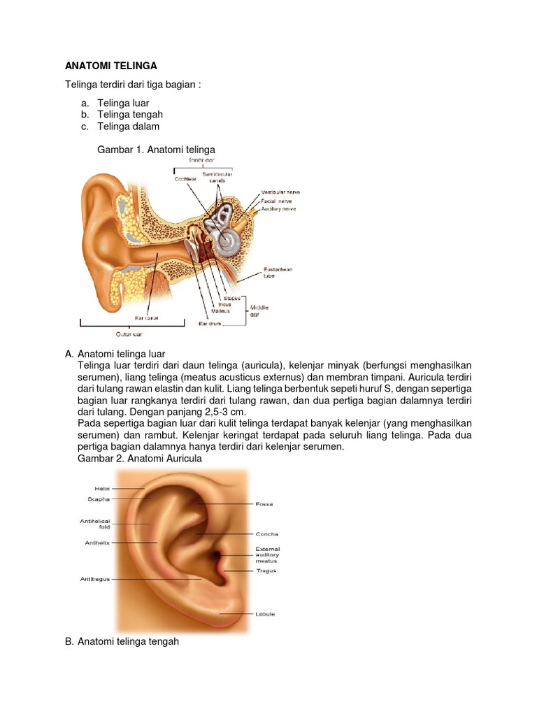 Anatomi Telinga: Struktur dan Fungsi | PDF | Kesehatan Holistik | Sains ...