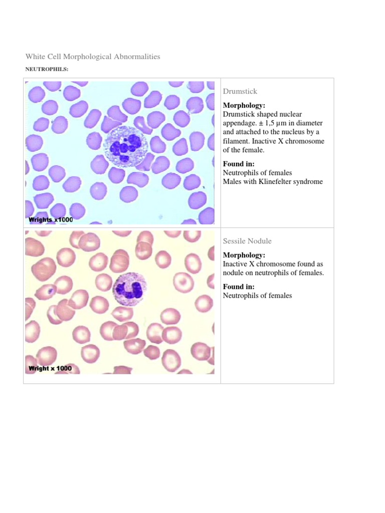 Blood Cells | PDF | Granulocyte | White Blood Cell