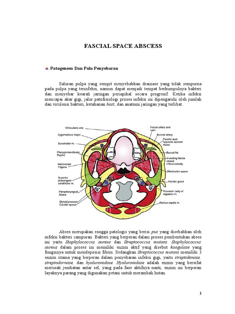 Fascial Space Abscess | PDF