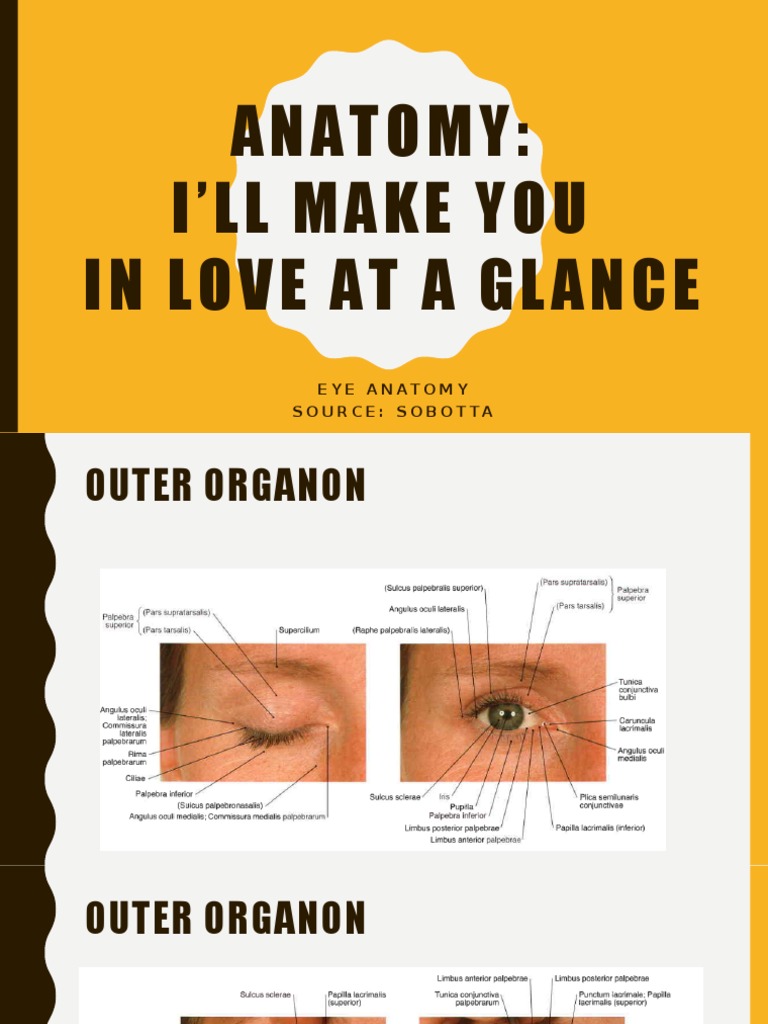 Human Eye Anatomy | PDF
