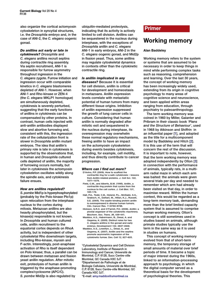 Working Memory Pdf Pdf Working Memory Memory