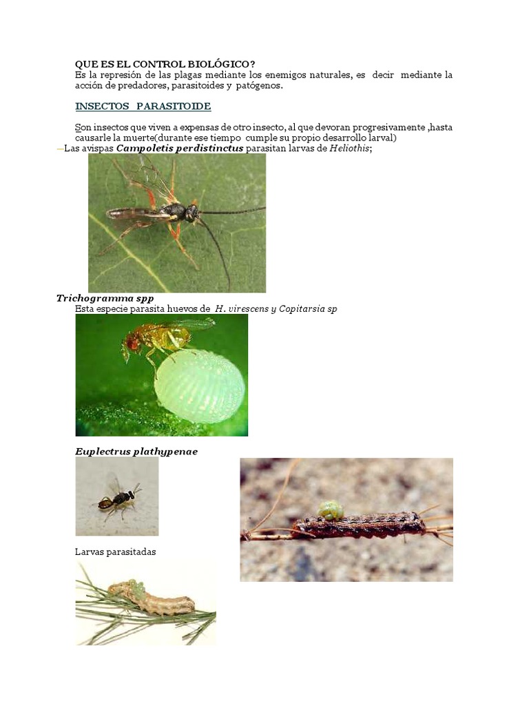 Que Es El Control Biologico PDF | PDF | Insectos beneficiosos | Insectos