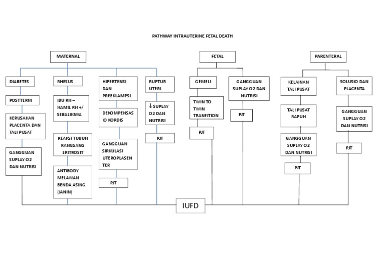 Pathway Intrauterine Fetal Death | PDF