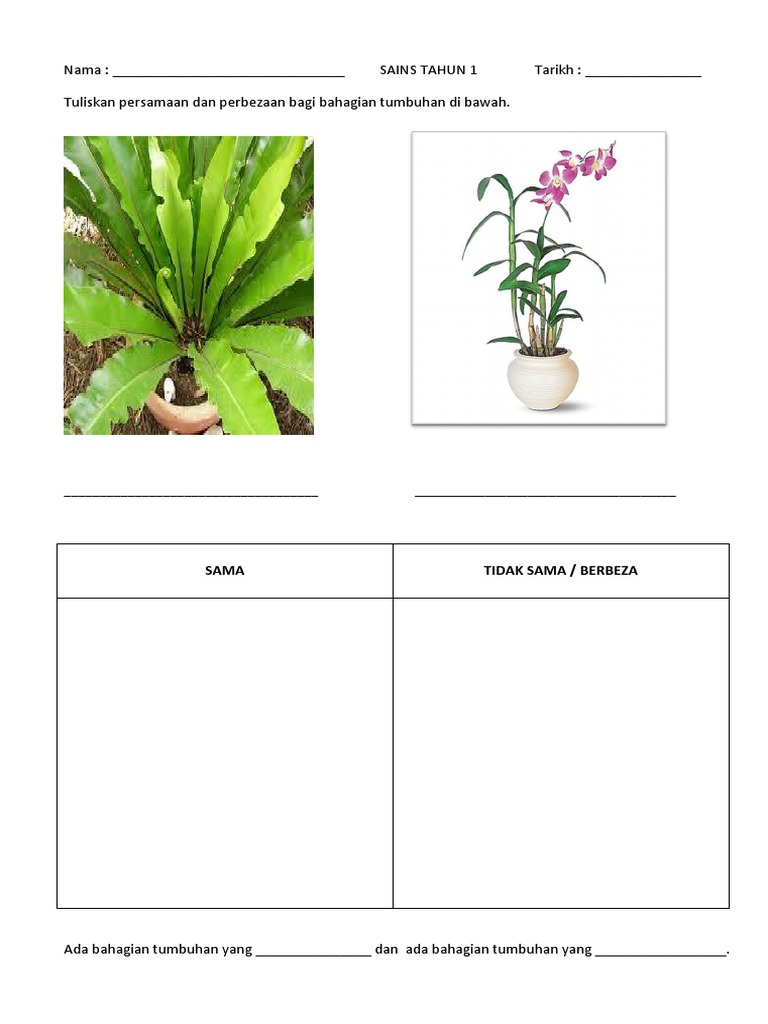 Bahagian Tumbuhan | PDF