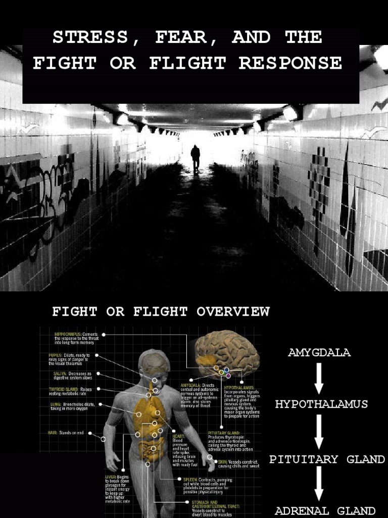 Stress, Fear, and The Fight or Flight Response | PDF | Fight Or Flight ...